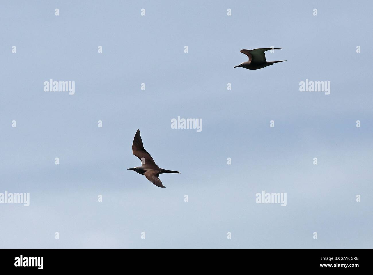 Brown Noddy (Anous stolidus pileatus) two adults in flight Ile aux ...