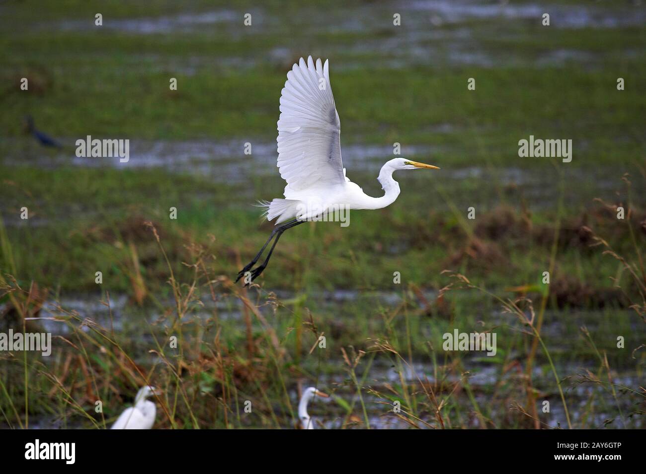 Great White Egret, casmerodius albus, Adult in Flight above Swamp ...