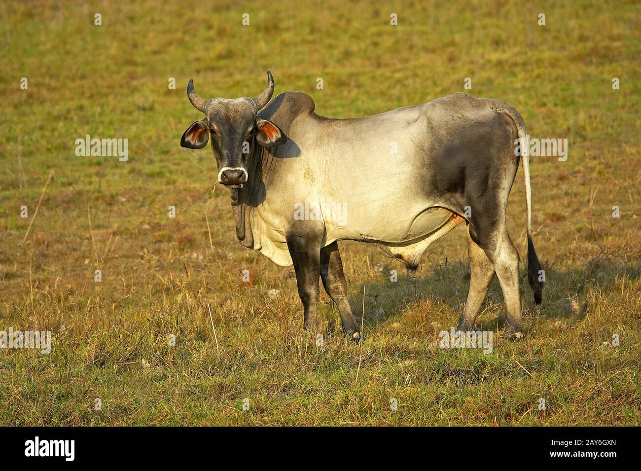 Bull, Domestic Cattle, Los Lianos in Venezuela Stock Photo - Alamy