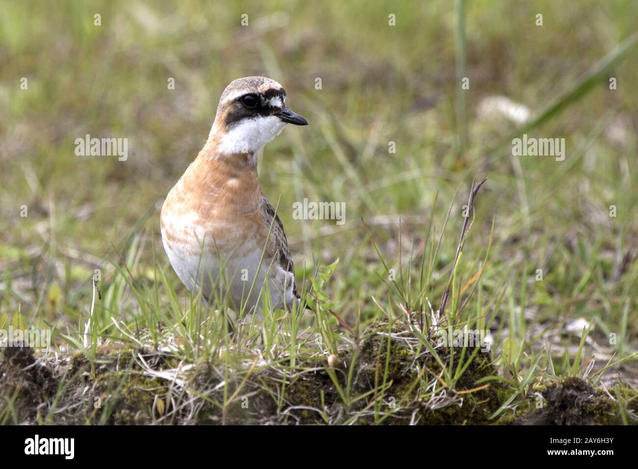 Lesser Sand Plover standing on the tundra summer day Stock Photo - Alamy