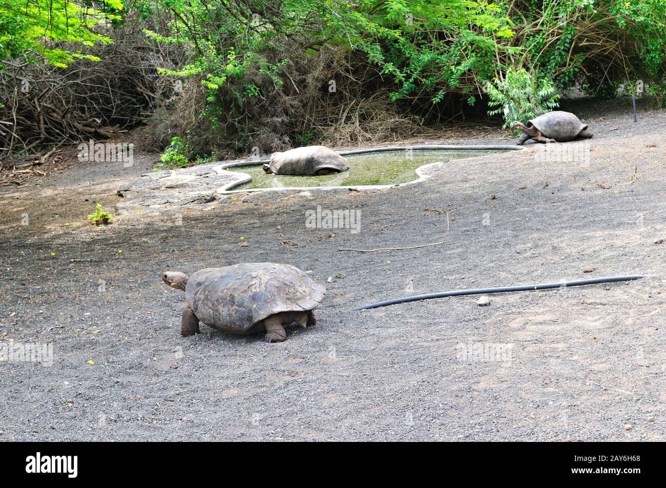 Old giant tortoises in the breeding center Island Isabela Island ...