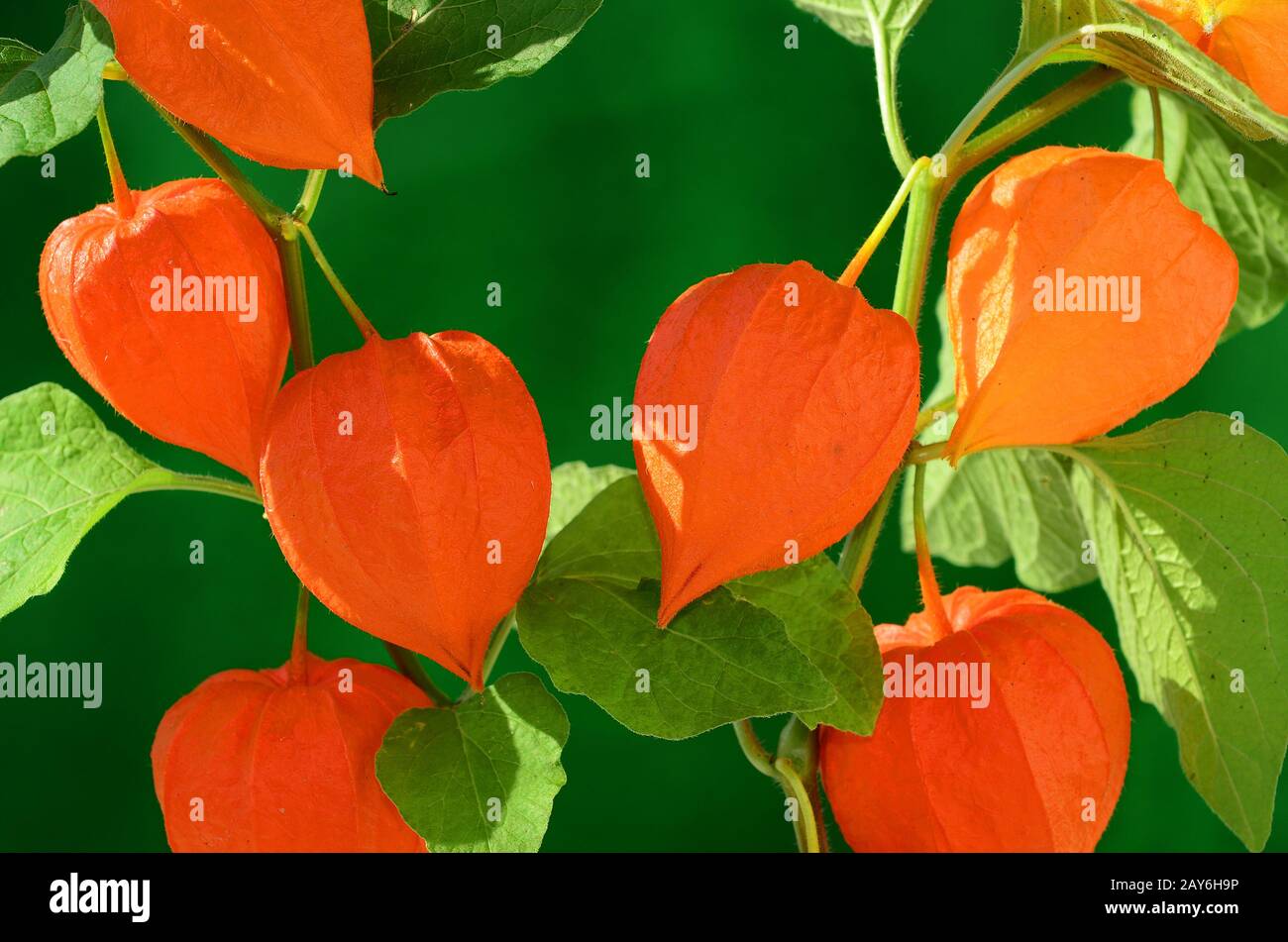 bladder cherry, Chinese lantern, Japanese lantern, winter cherry Stock ...