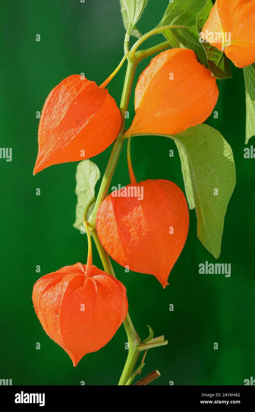 bladder cherry, Chinese lantern, Japanese lantern, winter cherry Stock ...