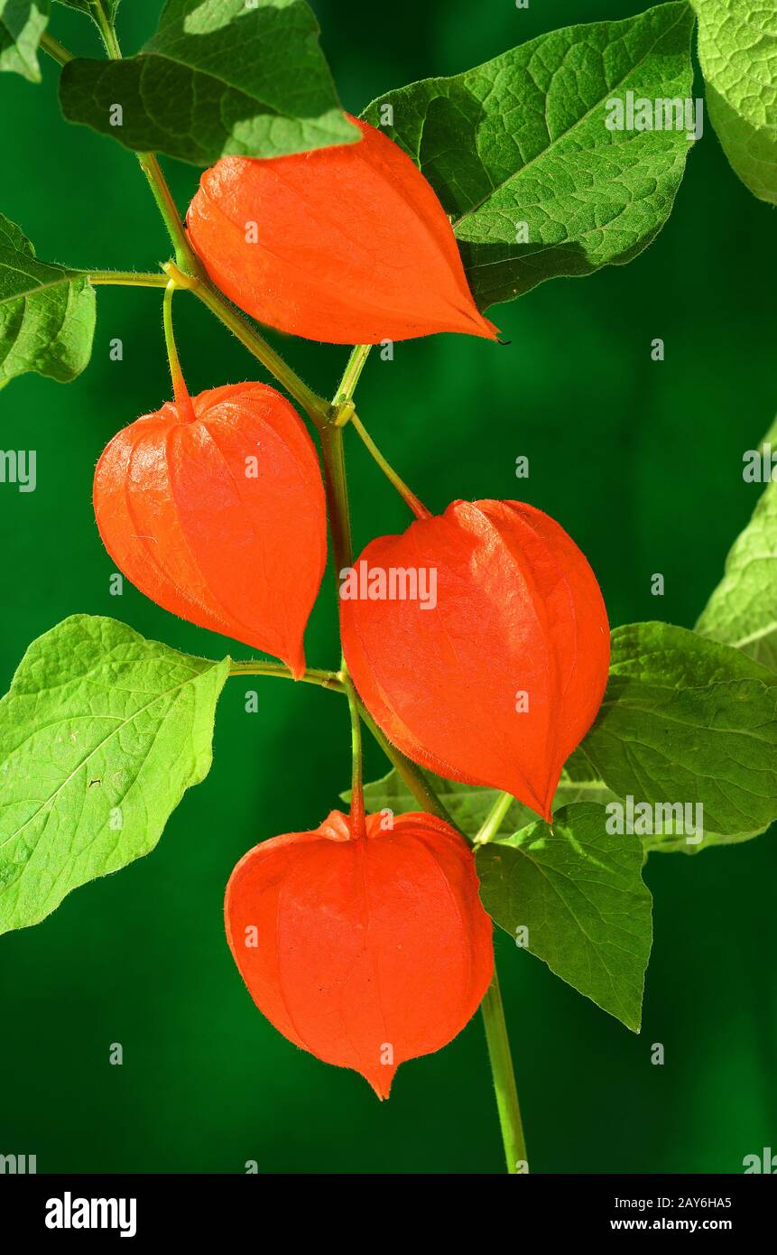 bladder cherry, Chinese lantern, Japanese lantern, winter cherry Stock ...