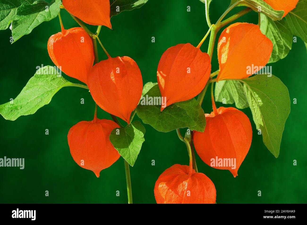 bladder cherry, Chinese lantern, Japanese lantern, winter cherry Stock ...