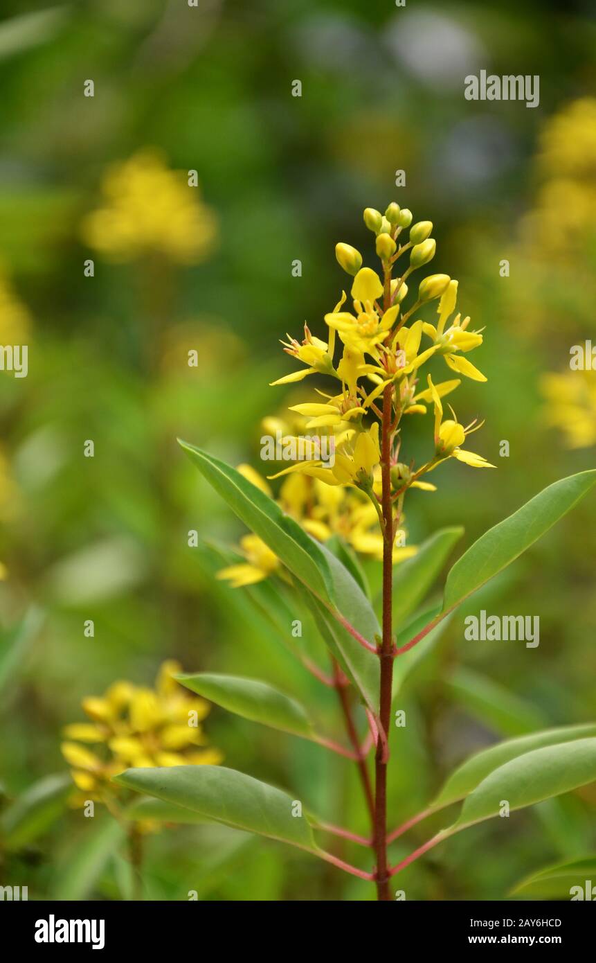 Thryallis are blooming with little golden flower Stock Photo - Alamy