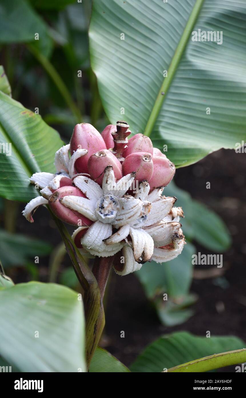 Musa Velutina banana tree Stock Photo - Alamy