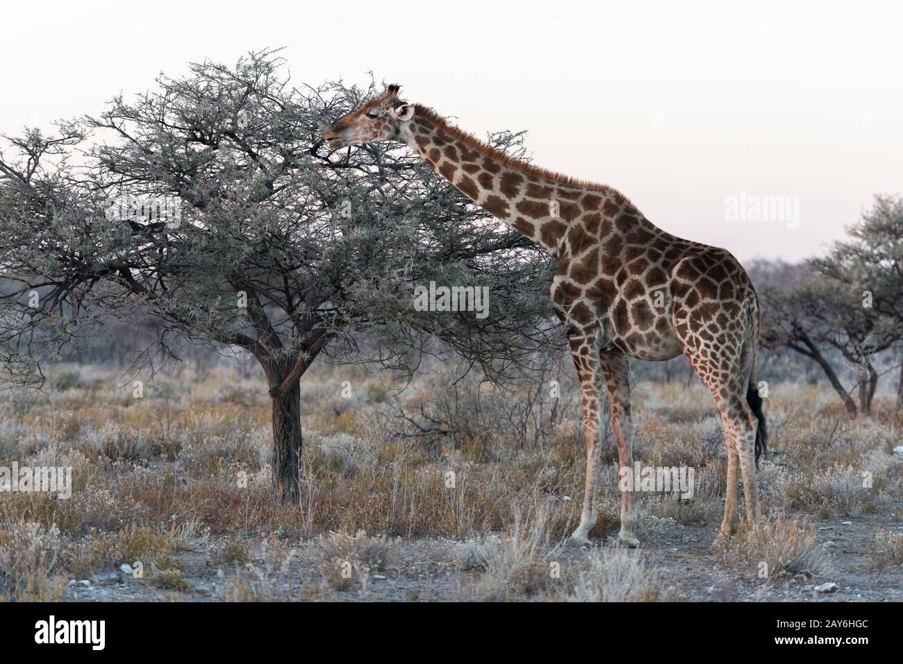 Close view of Namibian giraffe eating thin leaves at savanna Stock ...