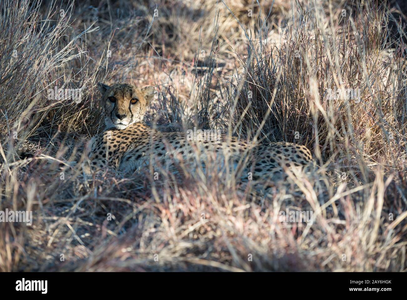 A cheetah is lying and hiding in dry winter savanna grass Stock Photo ...