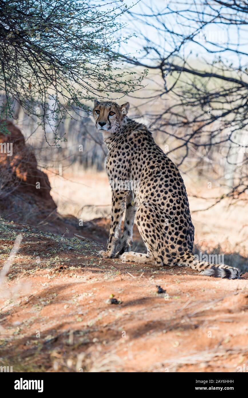 A cheetah is sitting under the tree cover at cheetahs farm Stock Photo ...