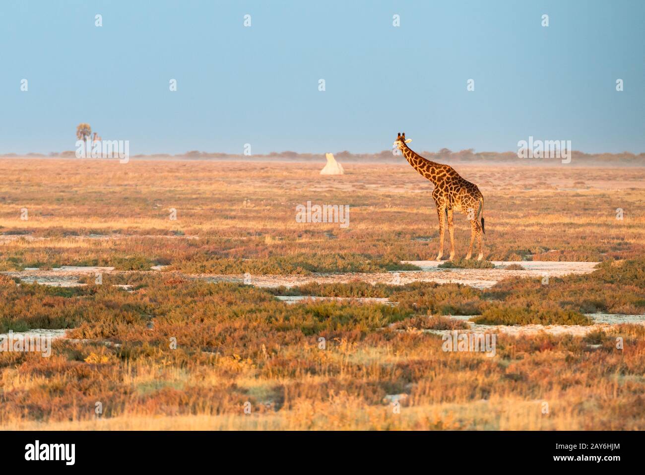 Termitary silhouette hi-res stock photography and images - Alamy