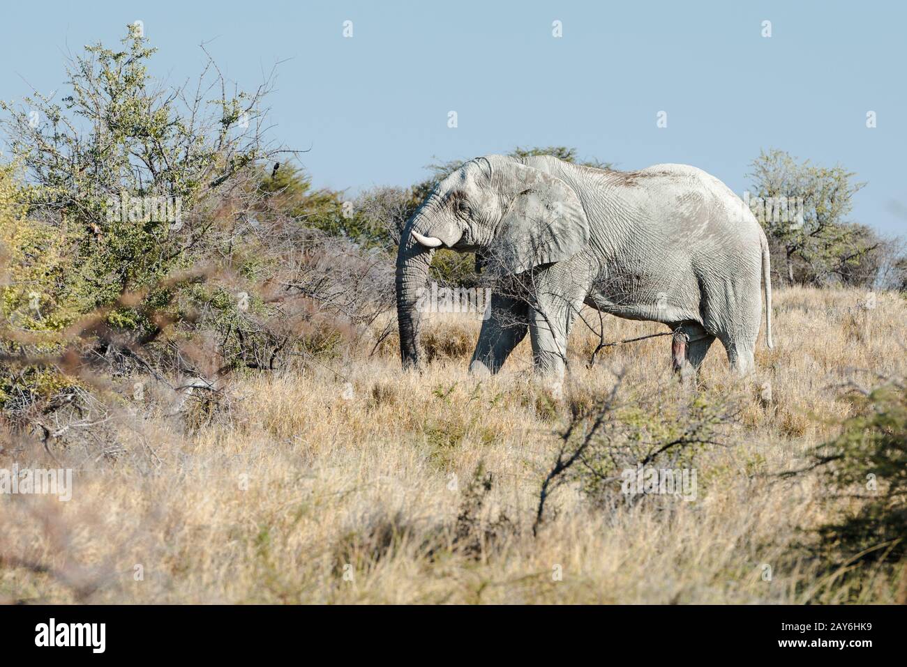 An old Namibian elephant is moving through savanna woodlands Stock ...