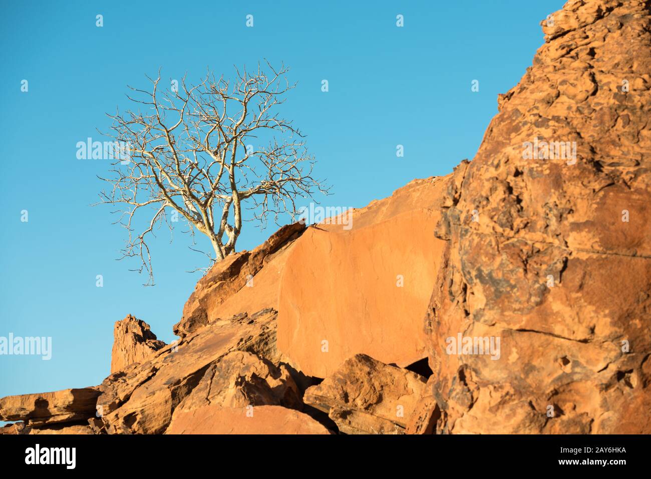 Tree growing from rock hi-res stock photography and images - Alamy