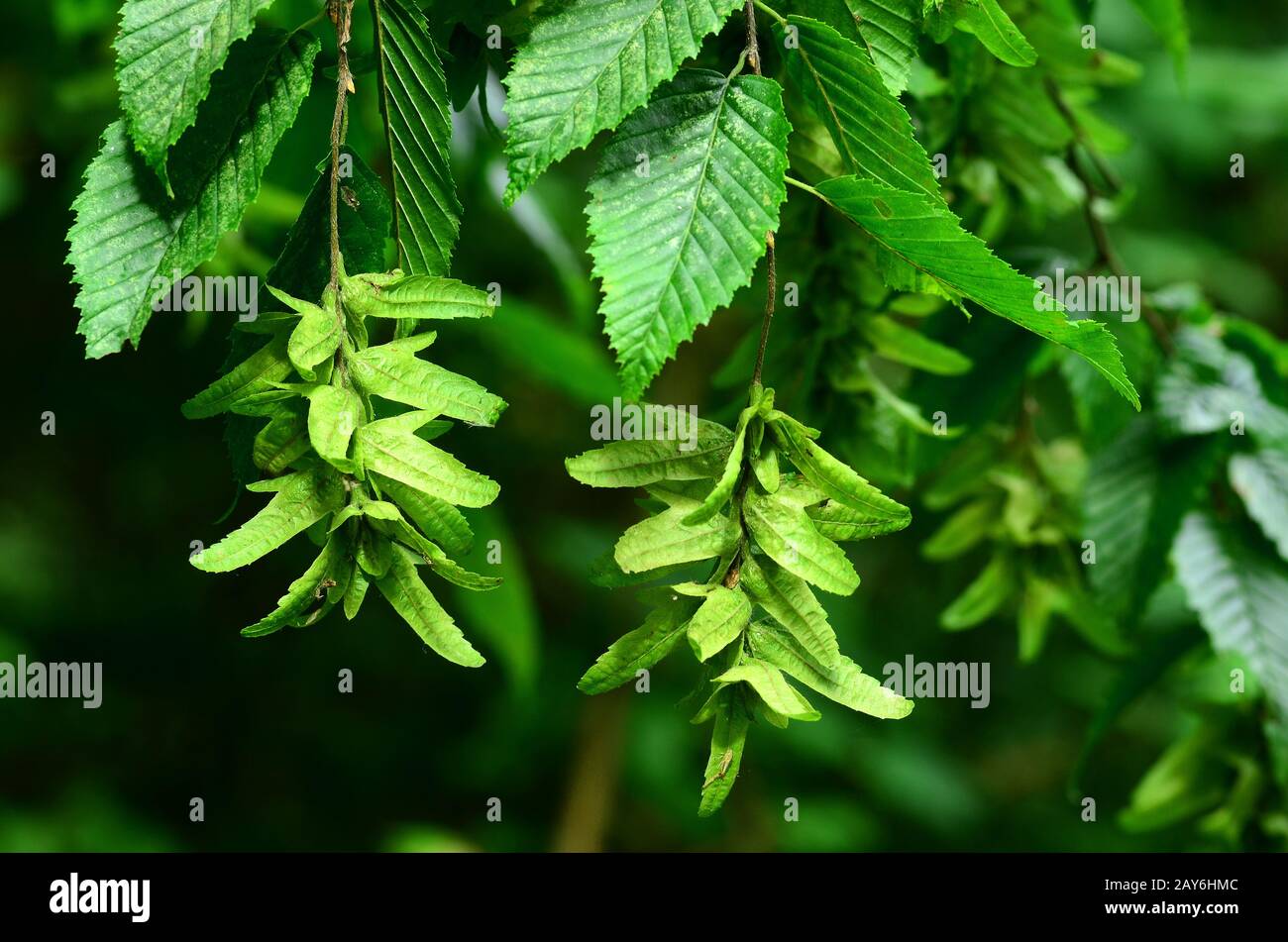 Hornbeam carpinus betulus foliage autumn leaves hi-res stock ...