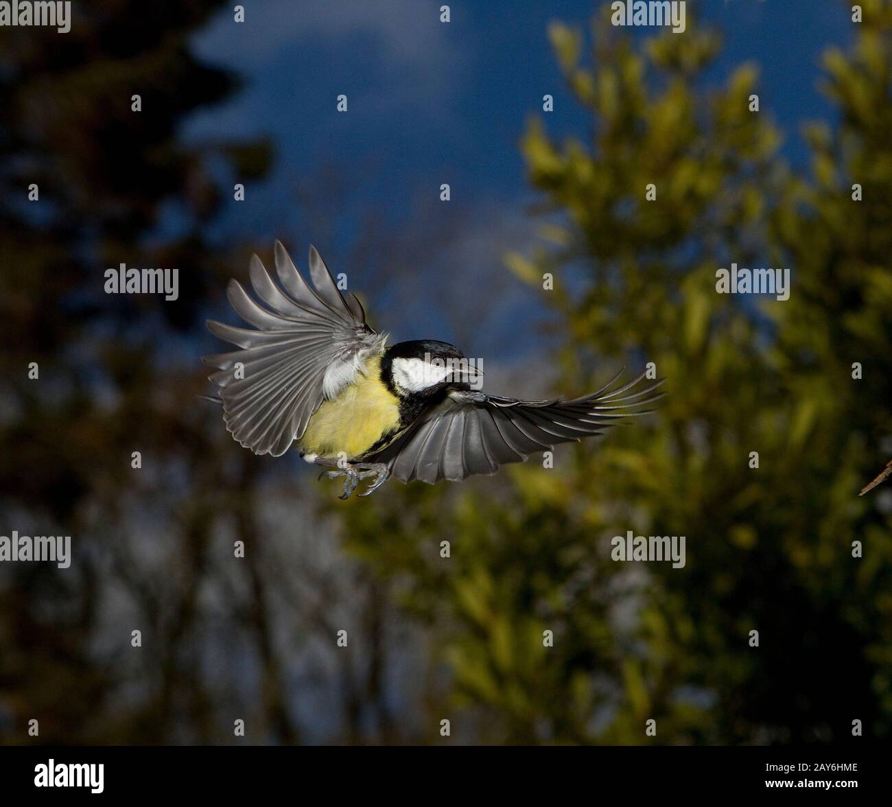 Great Tit, parus major, Male in Flight, Normandy Stock Photo - Alamy