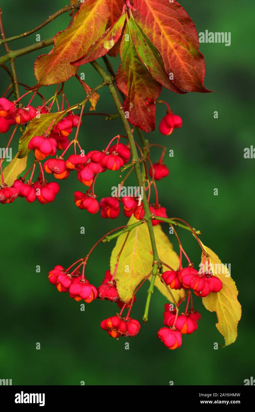 bush, shrub, spindle tree, spindle, european spindle Stock Photo - Alamy