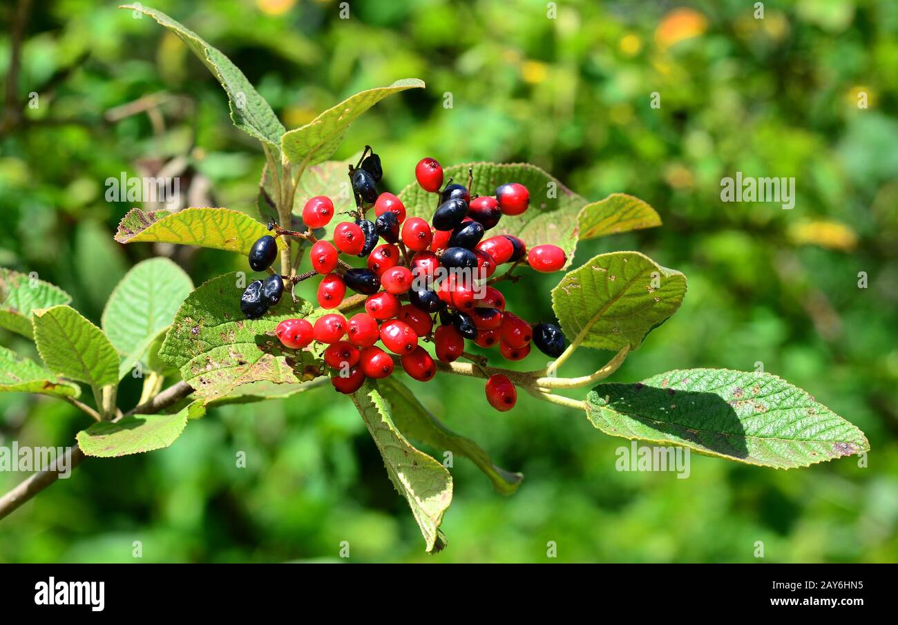 Bending wayfaring tree hi-res stock photography and images - Alamy