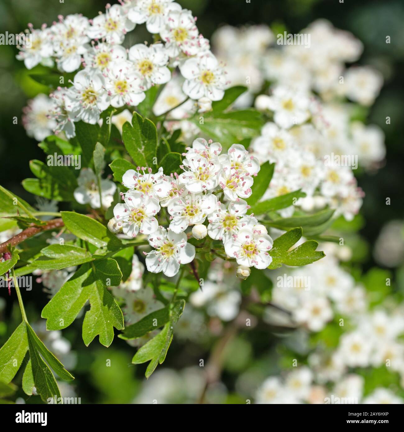 Flowering hawthorn, crataegus, in spring Stock Photo - Alamy