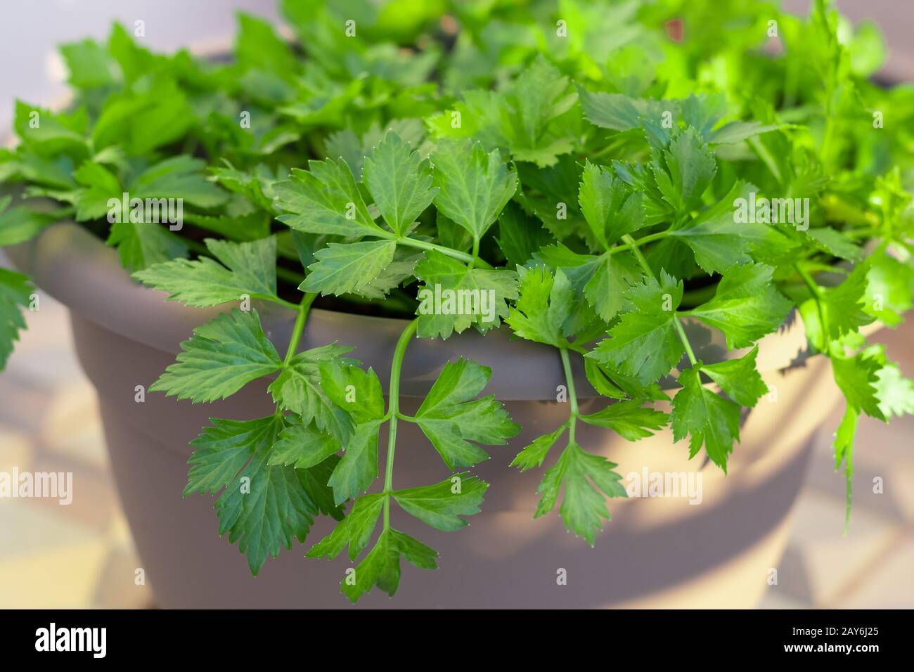 Celery growing home hi-res stock photography and images - Alamy