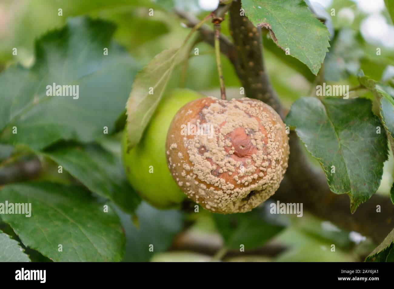 Rotten Apple On A Tree High Resolution Stock Photography and Images - Alamy