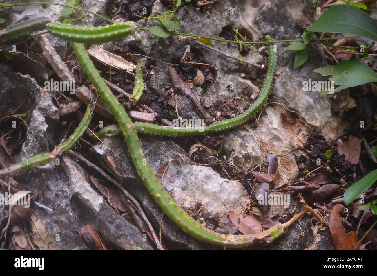 Epiphytic vegetation in Limones de Tuabaquey natural reserve, Camaguey ...