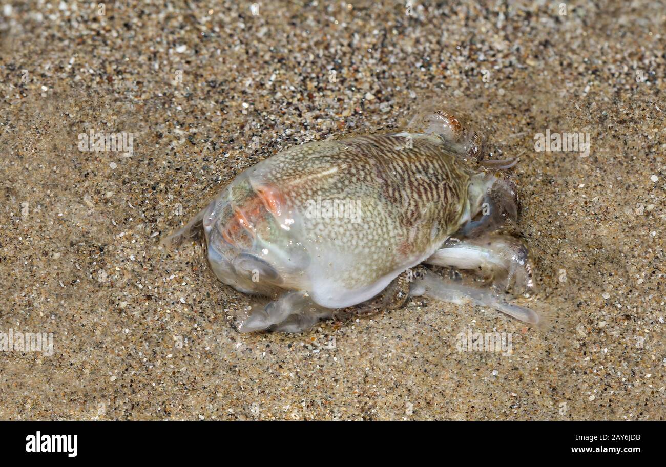 This is a small crab, crustacean found at the beach in california Stock ...