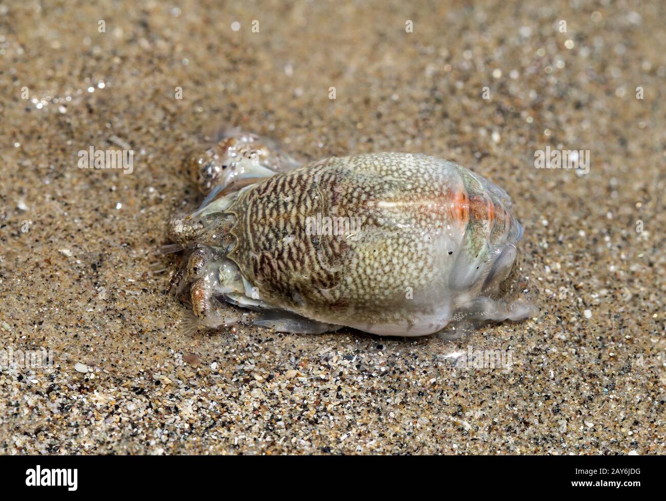 This is a small crab, crustacean found at the beach in california Stock ...