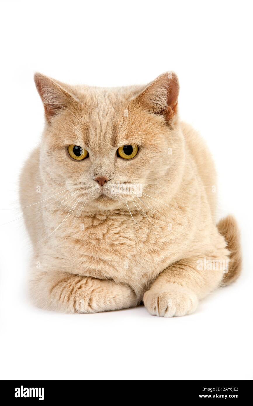 Cream British Shorthair Domestic Cat, Female laying against White ...