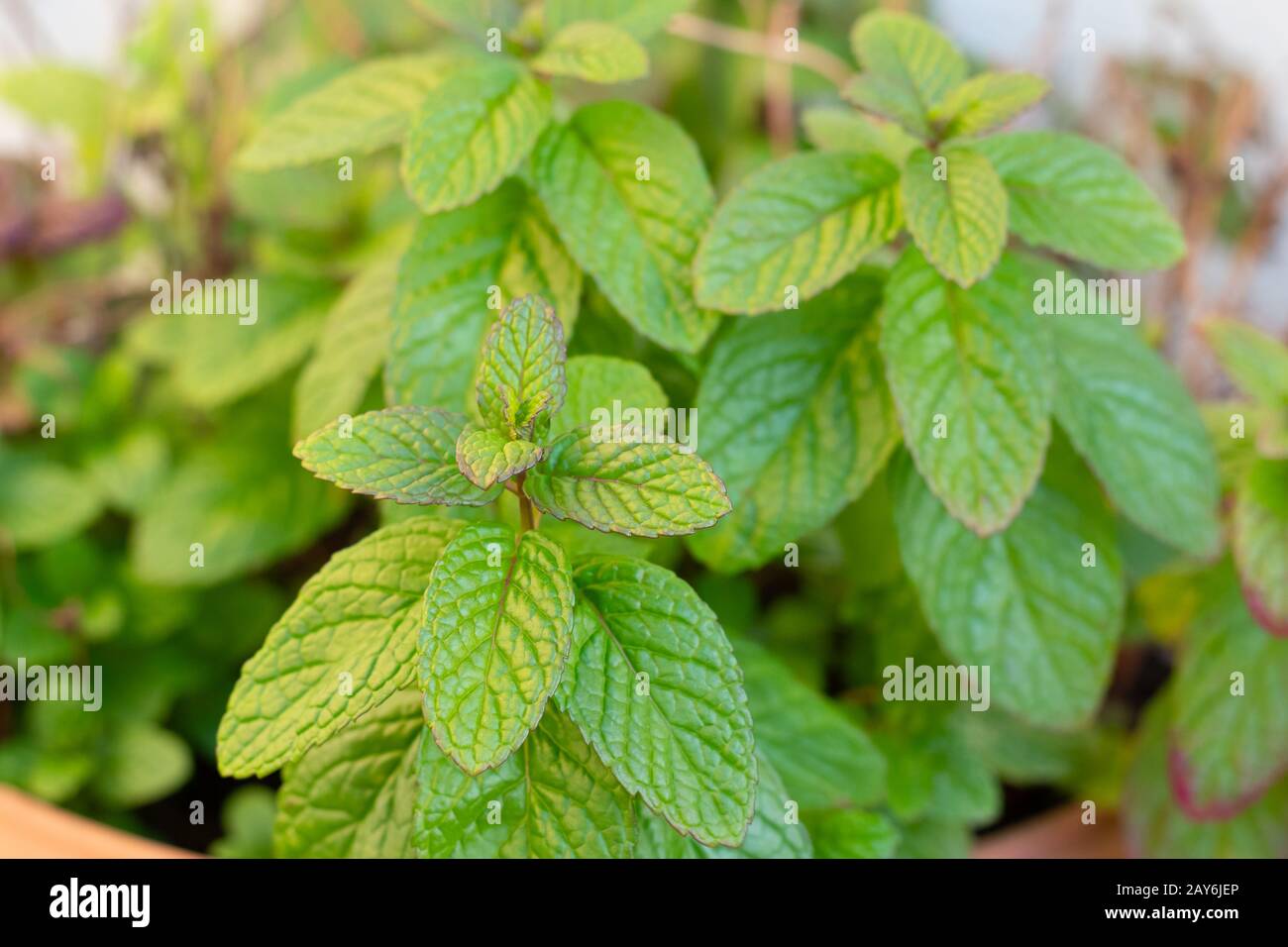 Homegrown mint (Mentha spicata) plant in pot with bright fresh leaves ...
