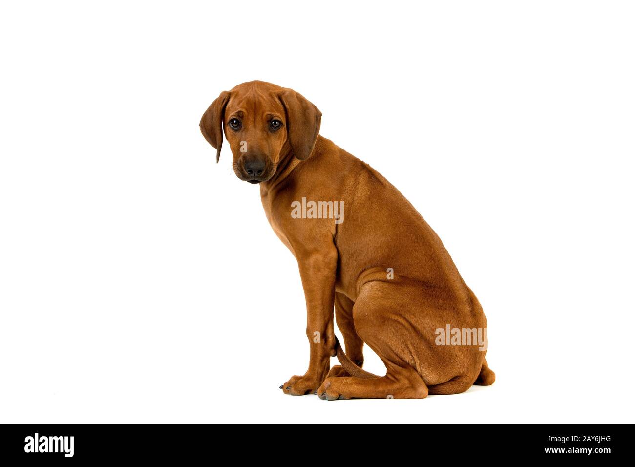 Rhodesian Ridgeback Dog, 3 Months old Pup sitting against White ...