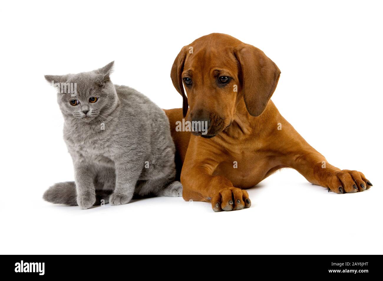 Male Lilac British Shorthair Domestic Cat with Rhodesian Ridgeback 3 ...