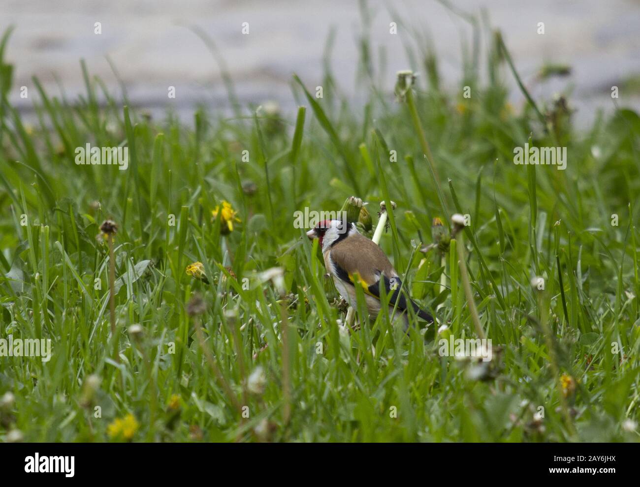 Fruchtbarkeit und beharrlichkeit hi-res stock photography and images ...
