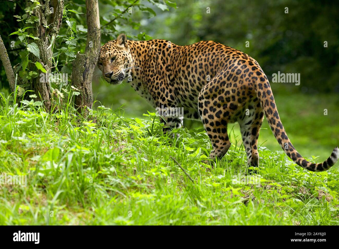 SRI LANKAN LEOPARD panthera pardus kotiya Stock Photo - Alamy