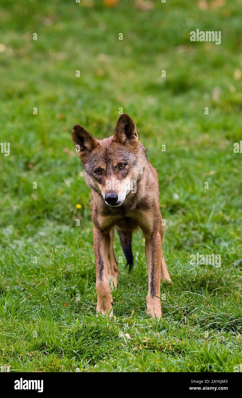 IBERIAN WOLF canis lupus signatus Stock Photo - Alamy
