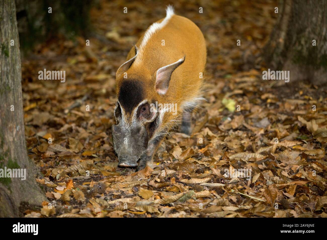 RED RIVER HOG OR BUSH PIG potamochoerus porcus Stock Photo - Alamy