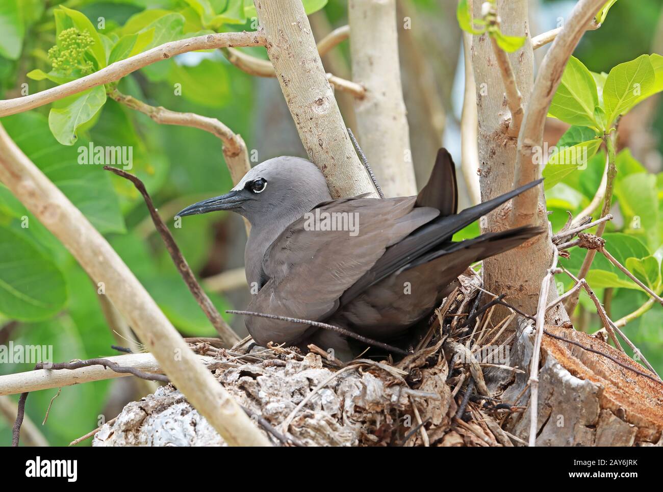 Brown Noddy (Anous stolidus pileatus) adult sitting on nest in tree Ile ...