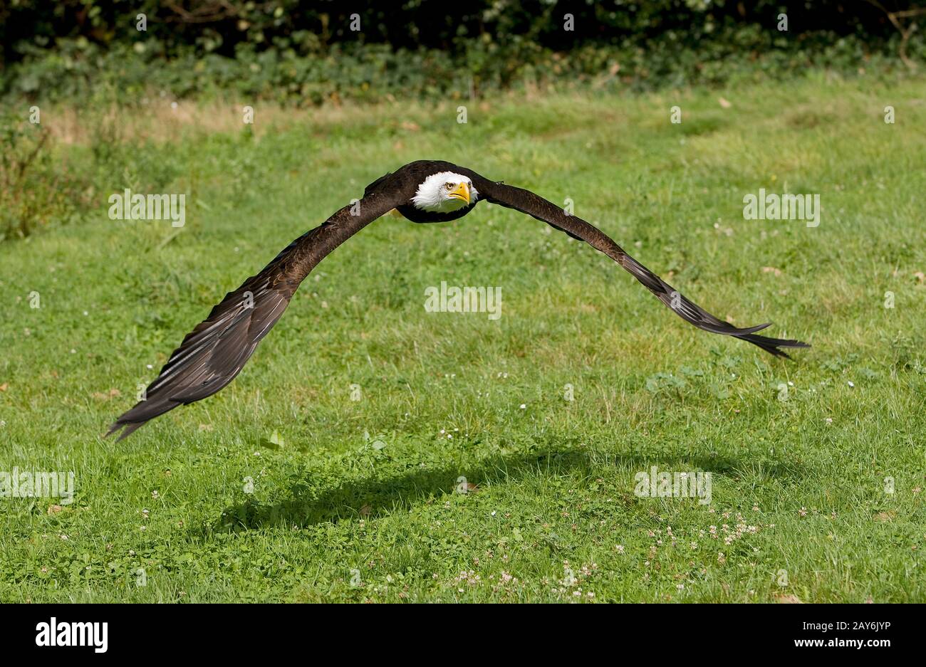 Bald eagle cut out hi-res stock photography and images - Alamy Bald eagle cut out hi-res stock photography and images - Alamy