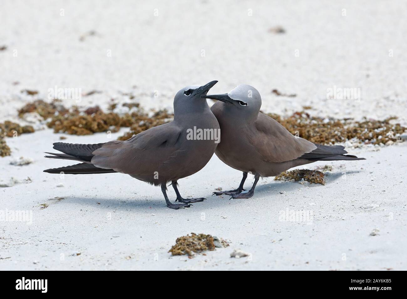 Brown Noddy (Anous stolidus pileatus) courtship display by pair on ...