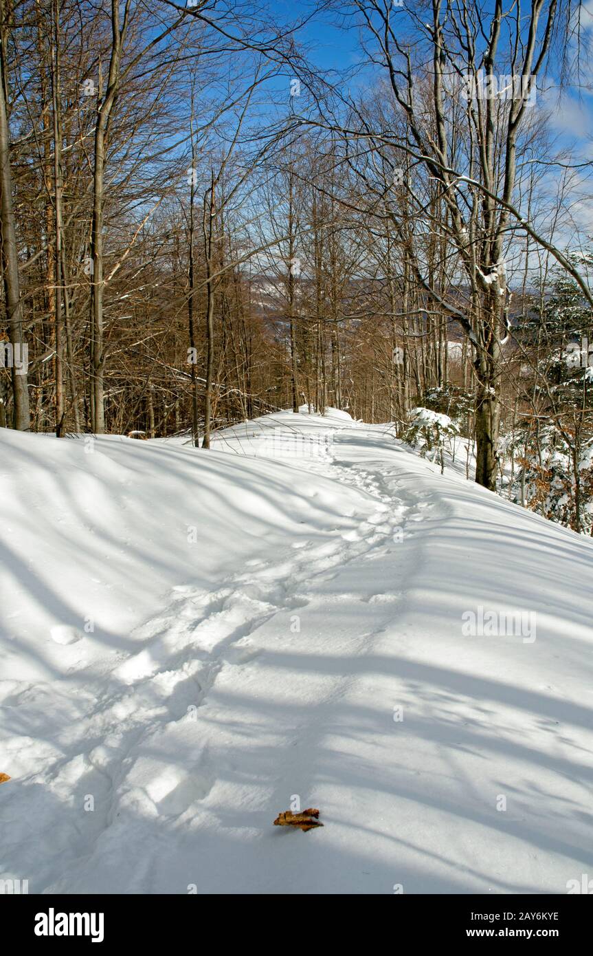 frosty day on top of goriuf on colorful snowy forest background Stock ...