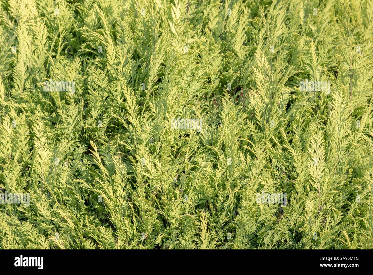 Evergreen conifer as background Stock Photo - Alamy