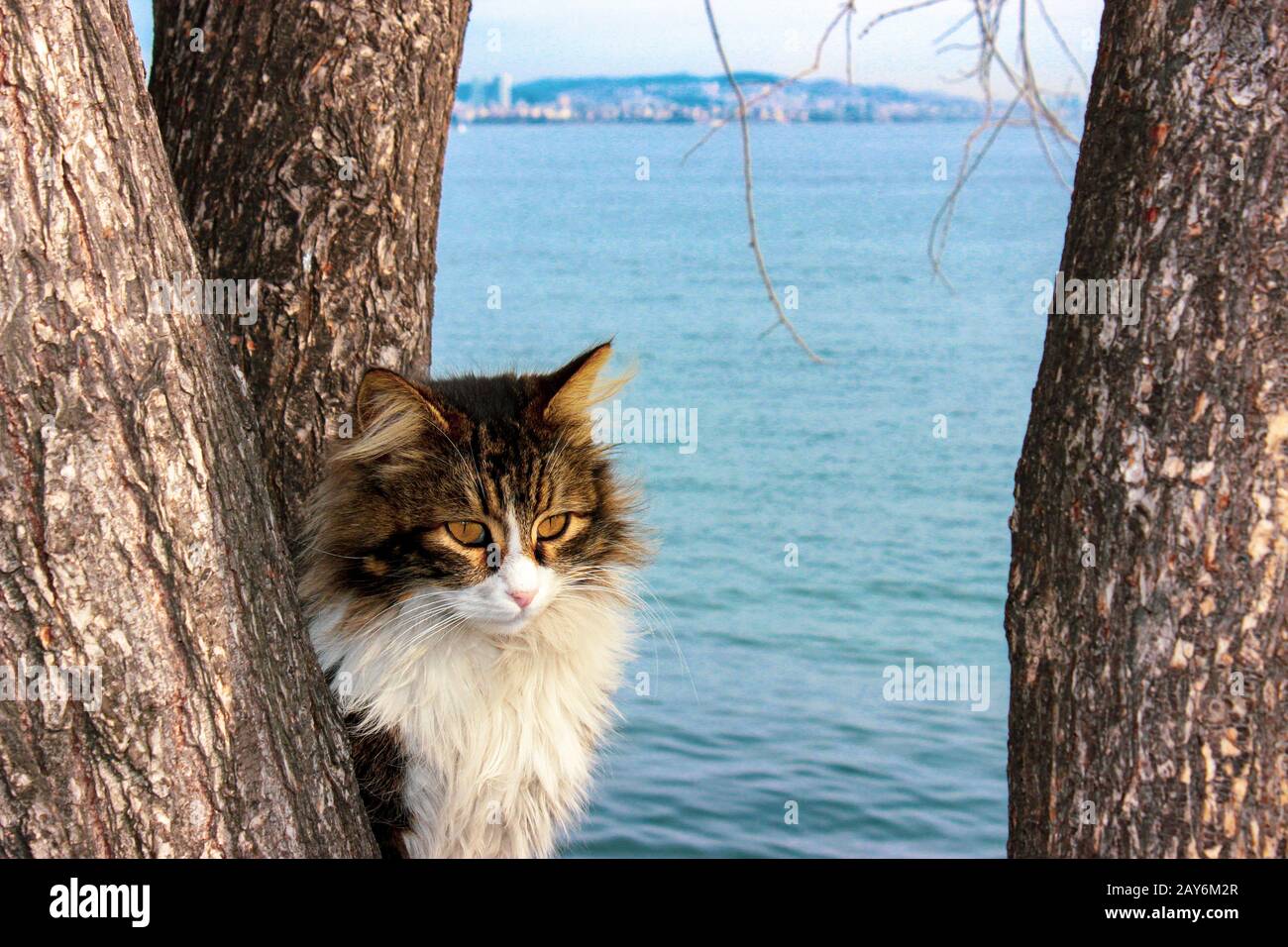 Cute trees and animals hi-res stock photography and images - Alamy