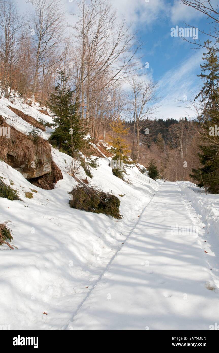 frosty day on top of goriuf on colorful snowy forest background Stock ...