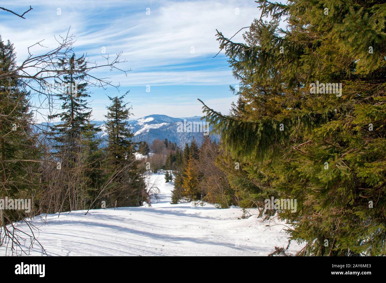 frosty day on top of goriuf on colorful snowy forest background Stock ...
