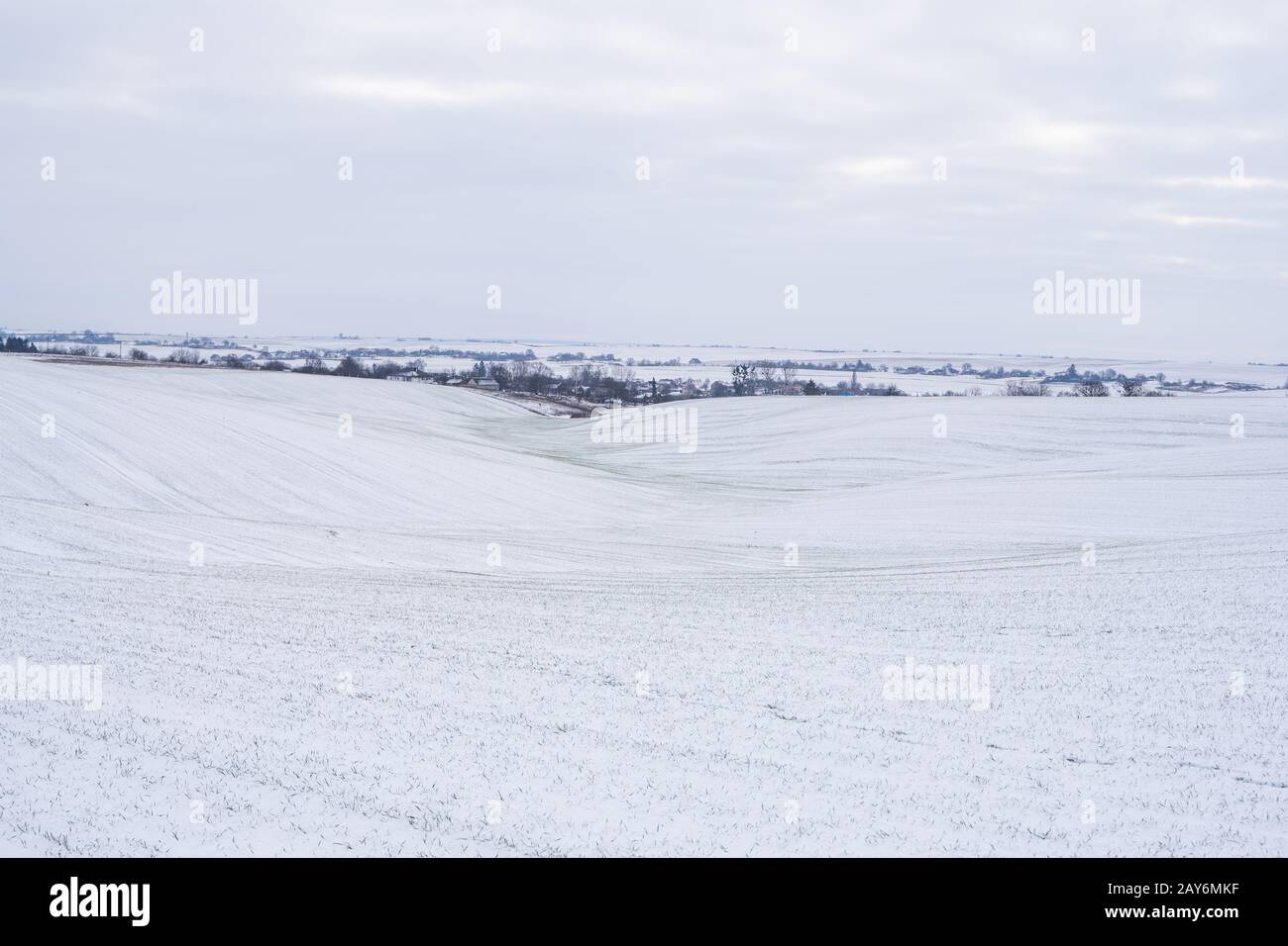 Wheat field covered with snow in winter season. Winter wheat. Green ...