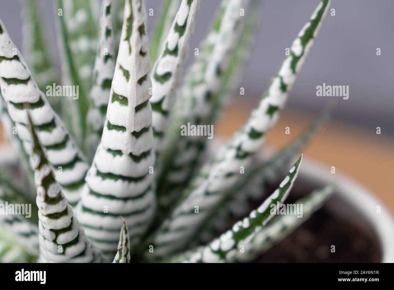 Haworthia fasciata alba (albino, wide zebra) succulent with bright ...