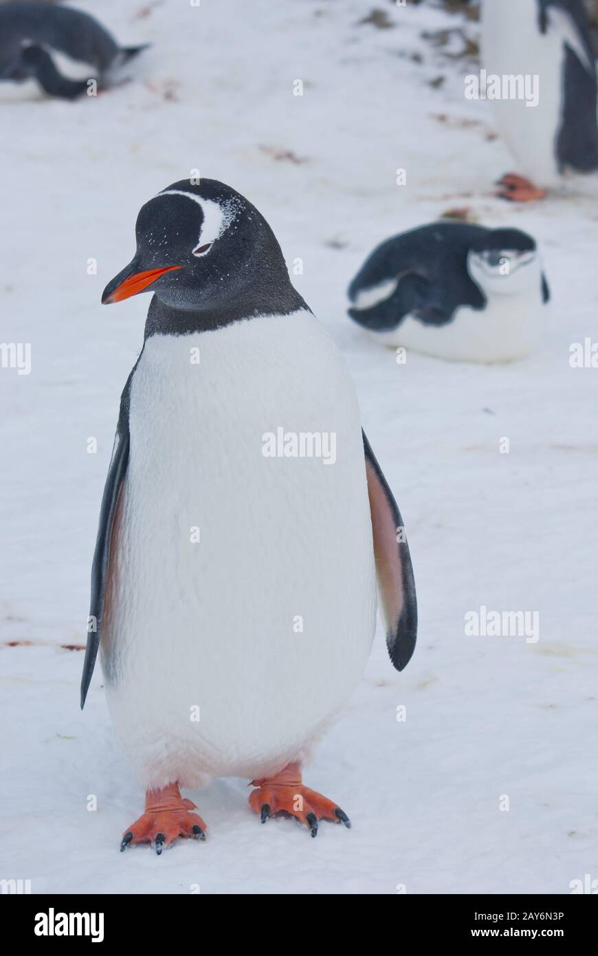Large group gentoo penguins hi-res stock photography and images - Alamy
