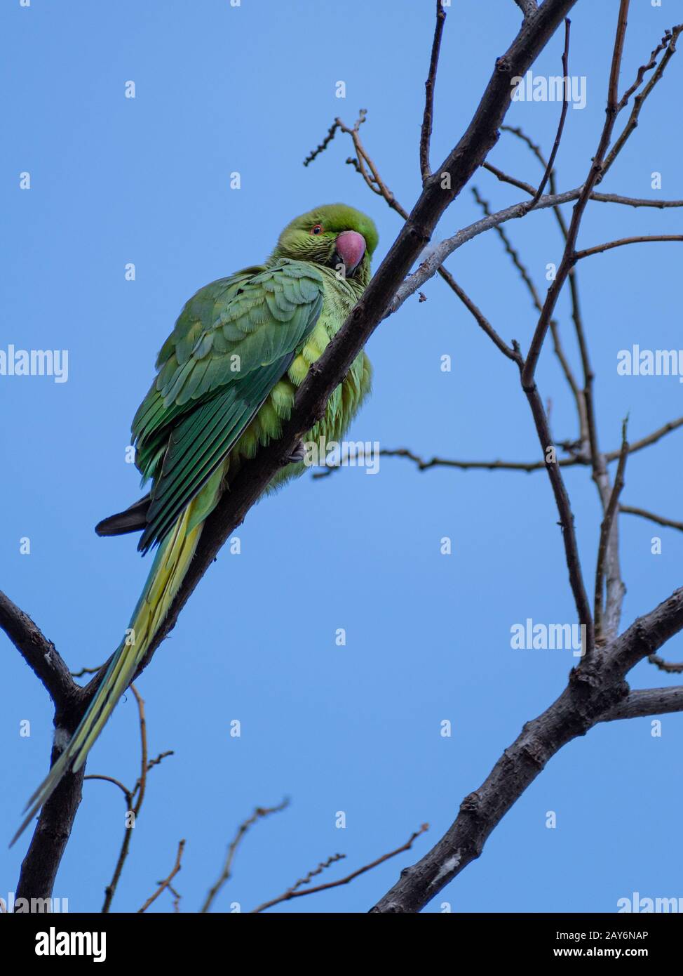 Parrot greek hi-res stock photography and images - Alamy