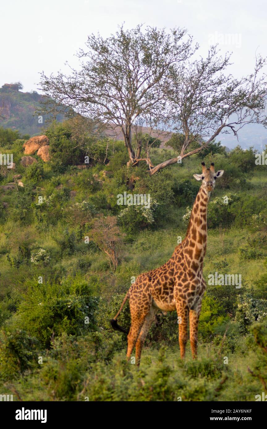 Africa kenya silhouette of giraffe at sunset hi-res stock photography ...