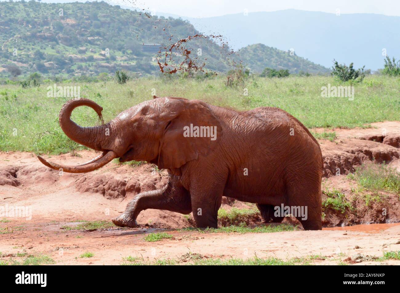 Kenya's red elephant Stock Photo - Alamy