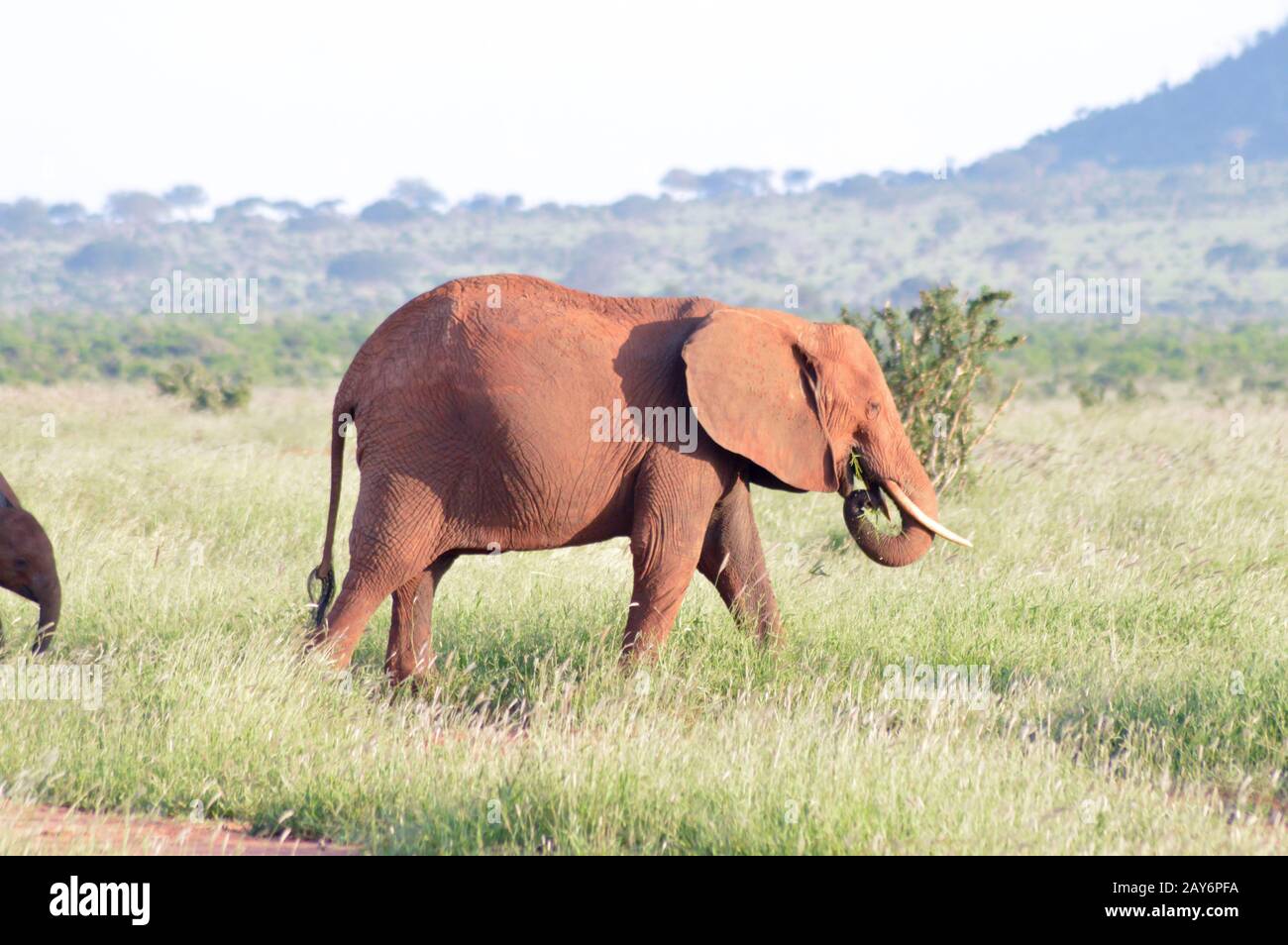Red elephant grazing Stock Photo - Alamy